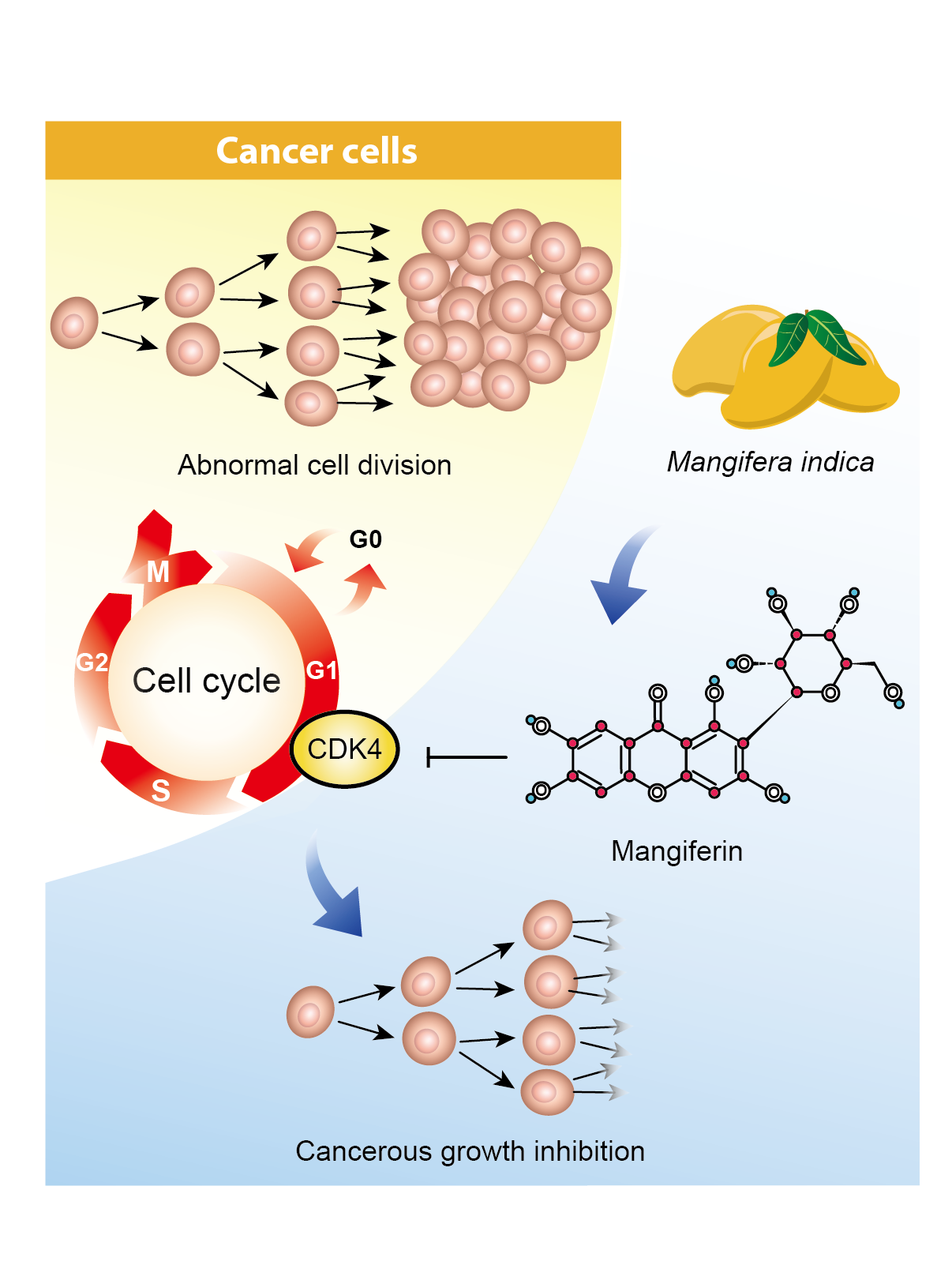 Scientific Illustration Examples – Jin's LifeRxiv